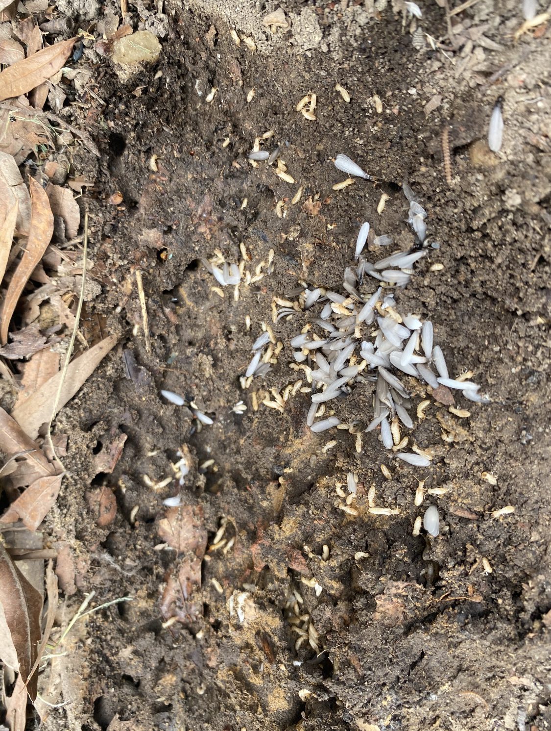 How to Look for Termites in Your Crawlspace - Richmond Home Inspector