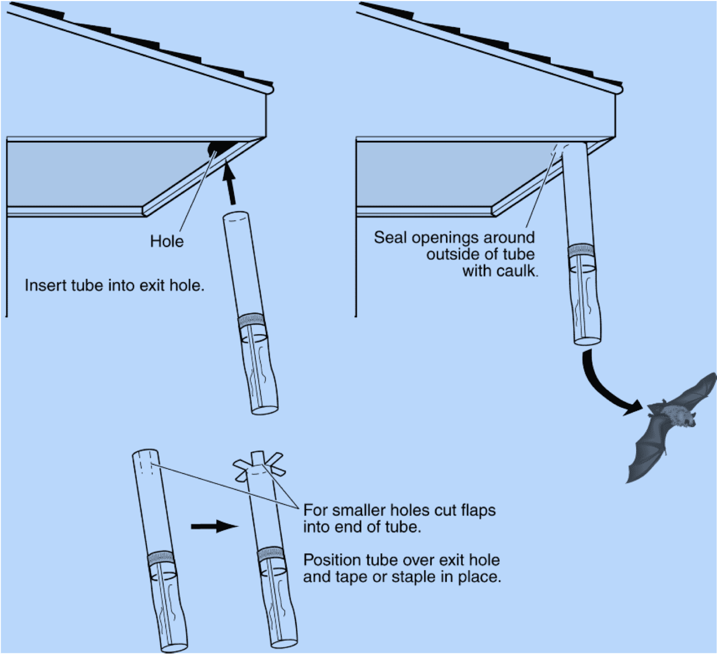 Forget Football, Fall is Bat Proofing Season - Richmond Home Inspector